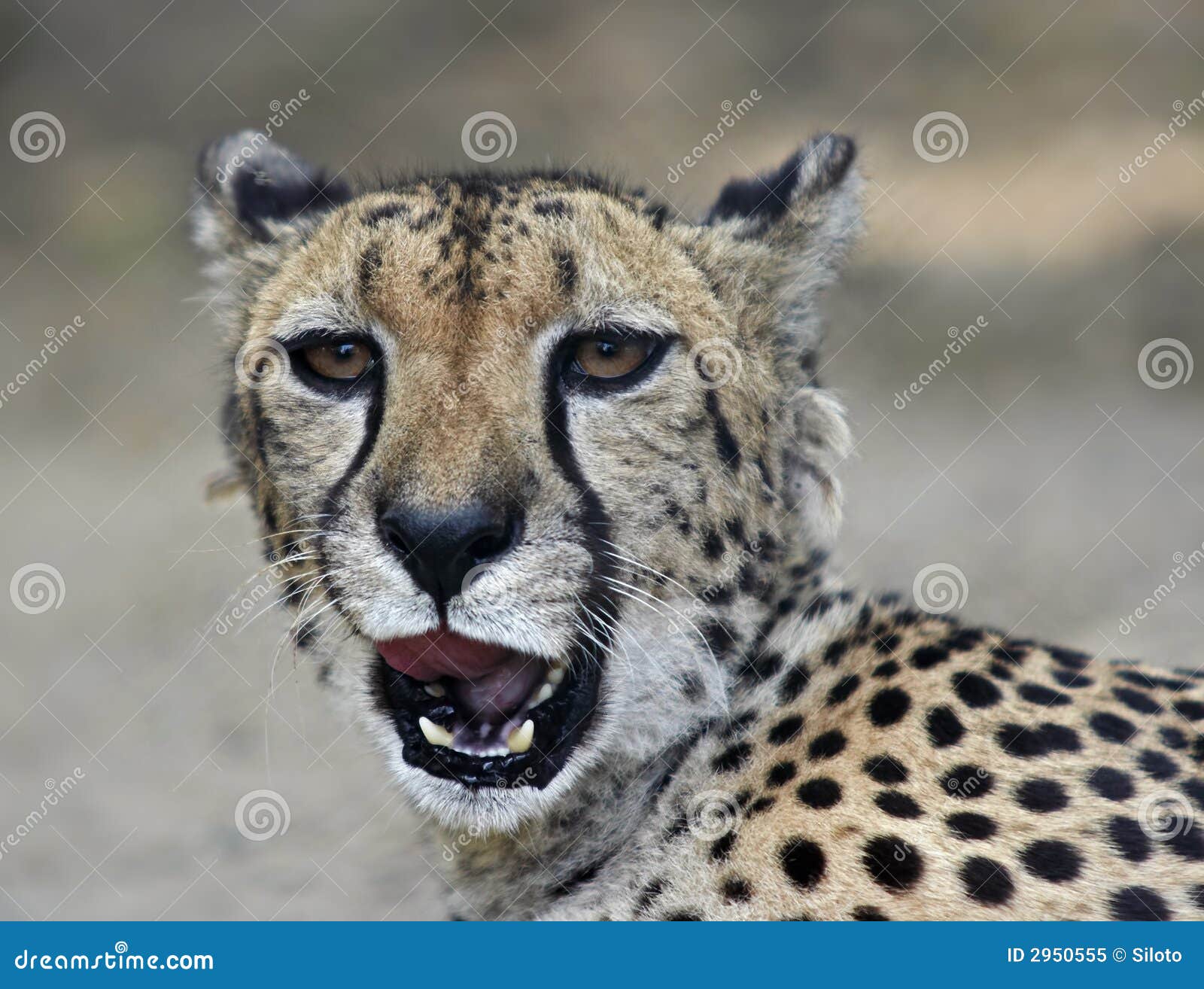 Head of cheetah stock image. Image of mammal, feline, predator - 2950555