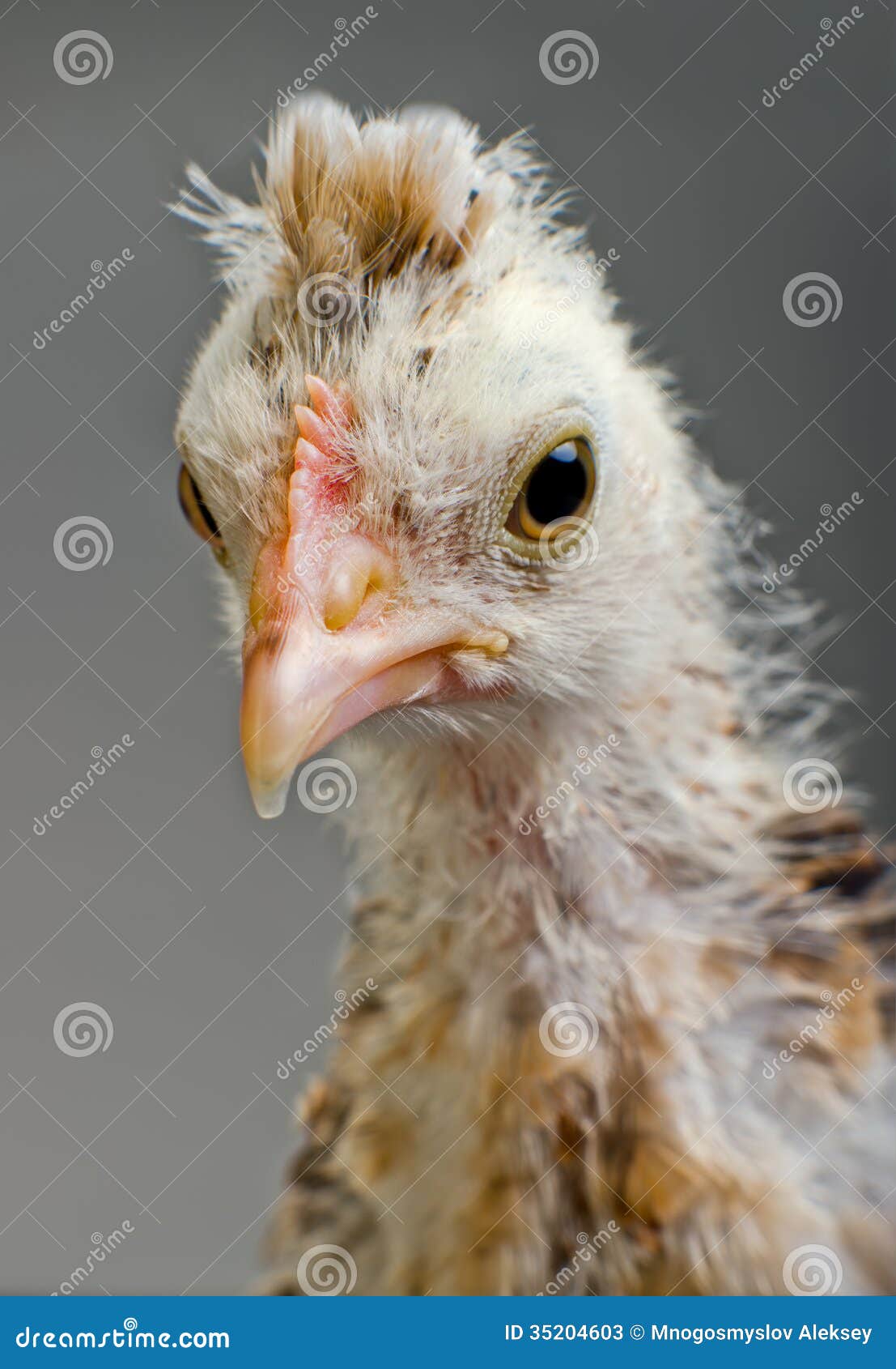 Head chick stock image. Image of adolescent, tufted, bird - 35204603