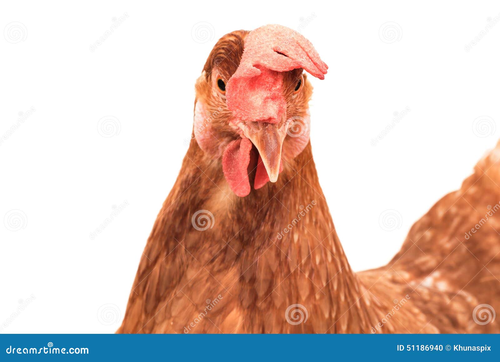 Head of Chicken Hen Shock and Funny Surprising Isolated White Ba Stock ...