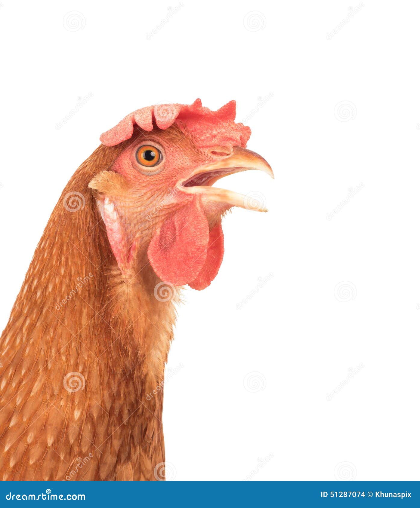 Head of Chicken Hen Shock and Funny Surprising Isolated White Ba Stock ...