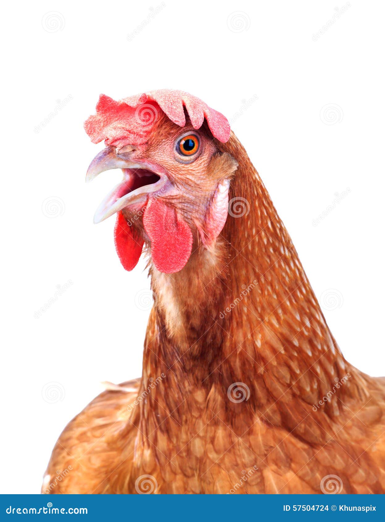Head of Chicken Hen Shock and Funny Surprising Isolated White Ba Stock ...