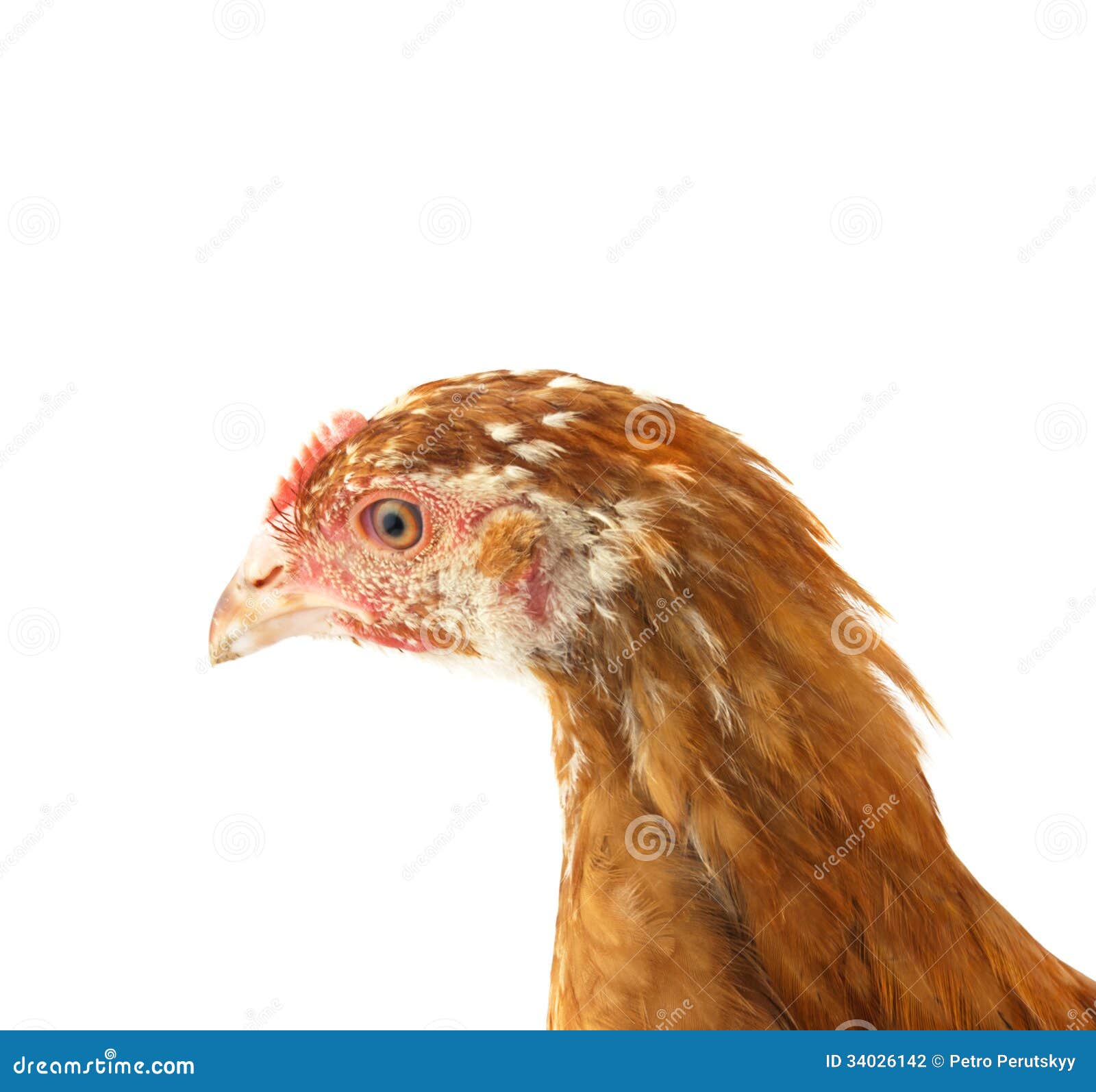 Head Of Chicken Hen Shock And Funny Surprising Isolated White Ba Stock ...