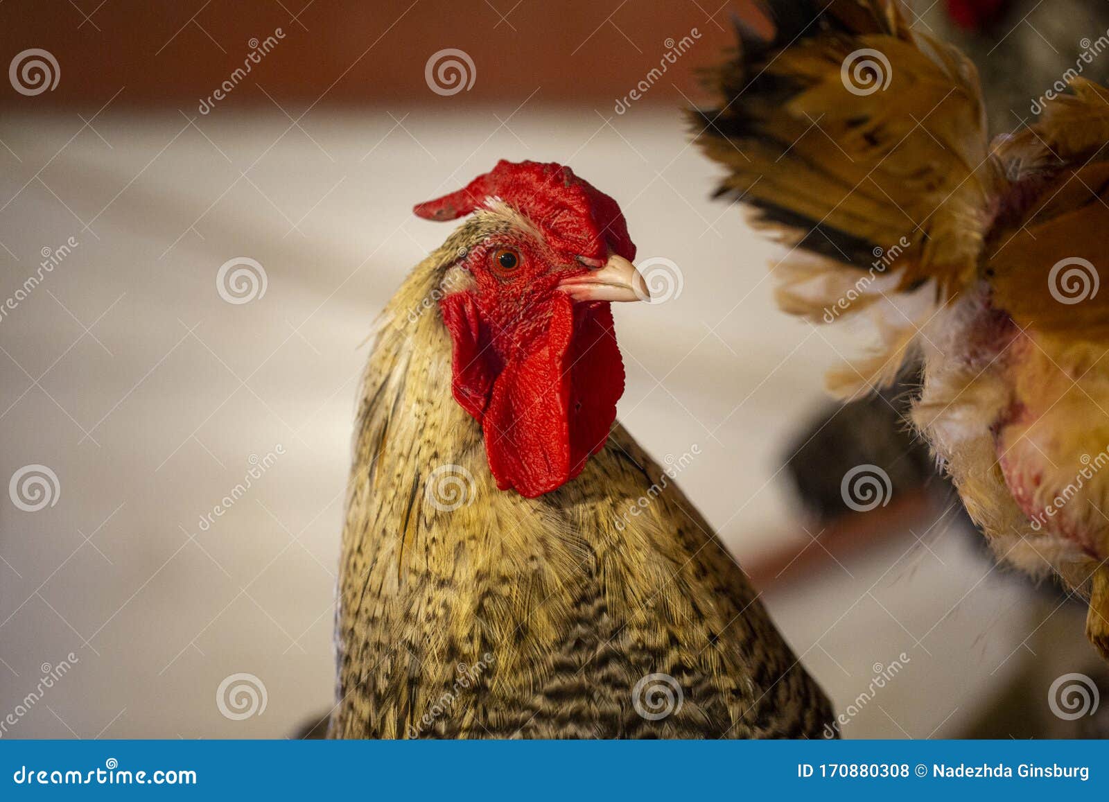The Head of a Chicken, a Rooster Close-up Stock Photo - Image of bird ...