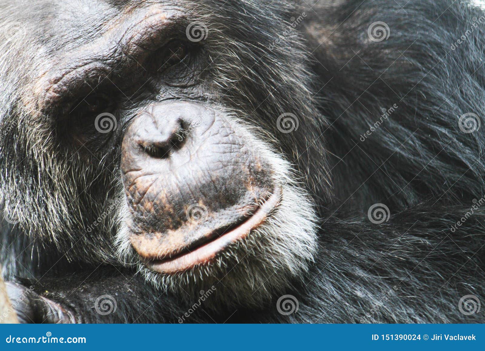 Head of chimpanzee stock photo. Image of monkey, sitting - 151390024