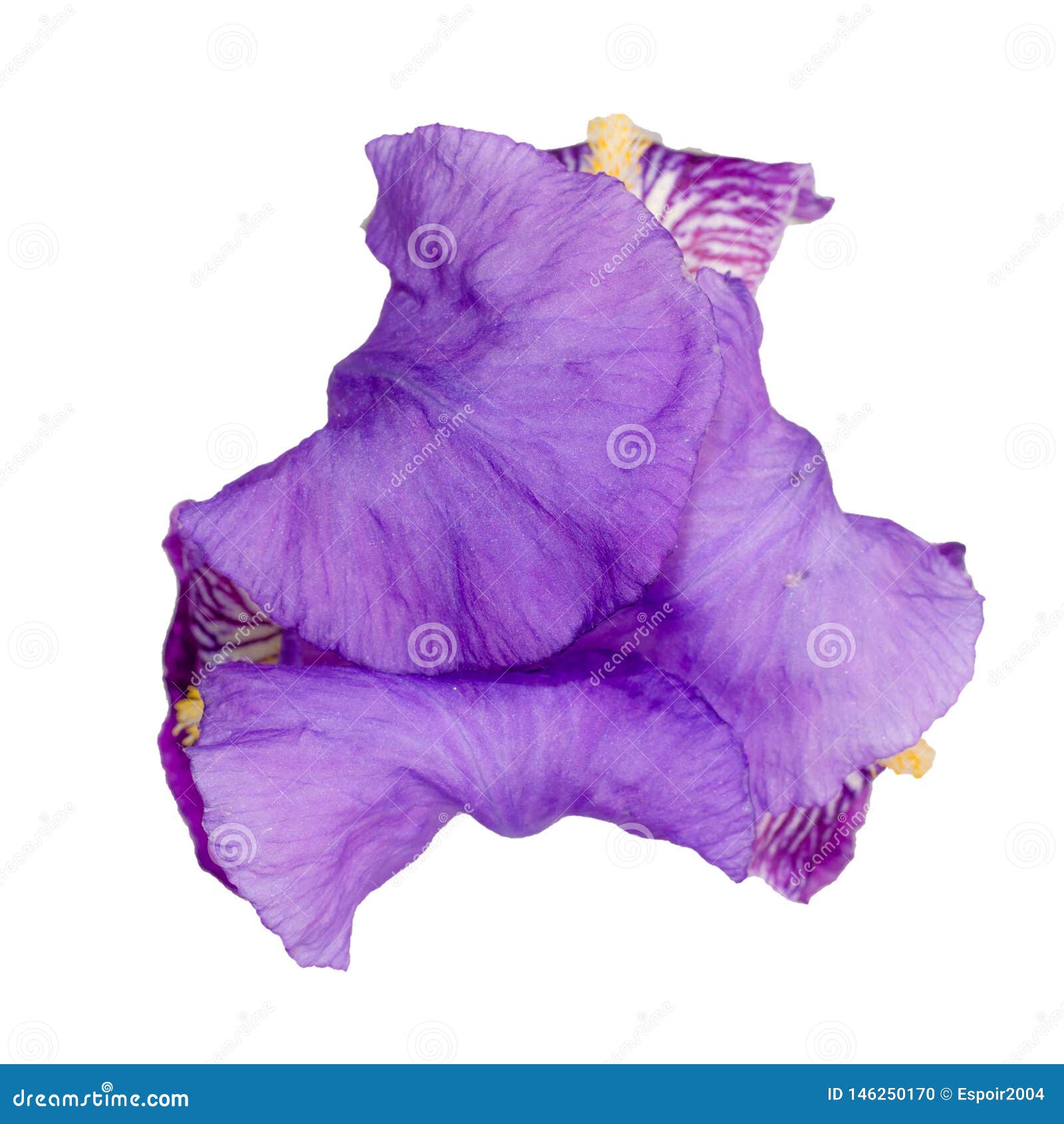 Close Up Eye. Close Up Iris. Very Close Macro Shot Of An Eyeball. Blue ...