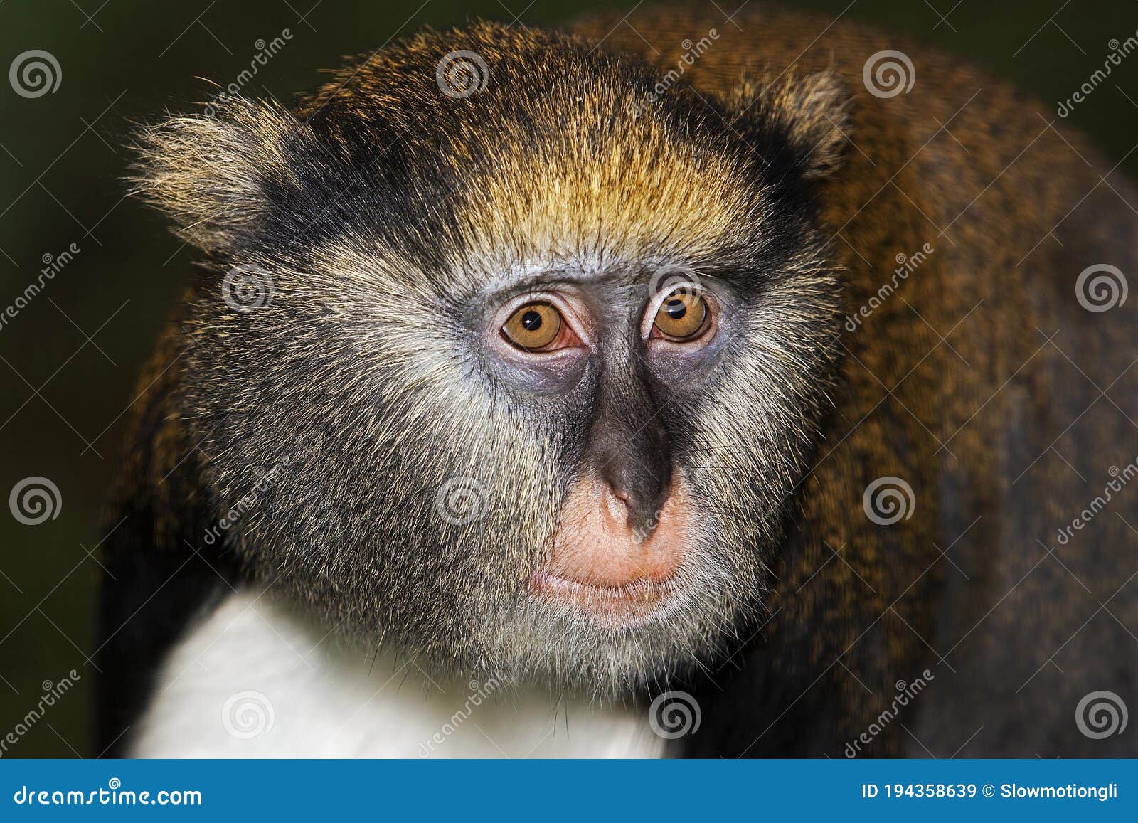 HEAD CLOSE-UP of CAMPBELL`S MONKEY Cercopithecus Campbelli Stock Image ...