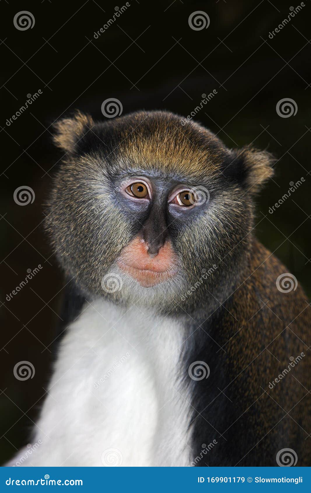 CERCOPITHEQUE DE CAMPBELL Cercopithecus Campbelli Stock Image - Image ...