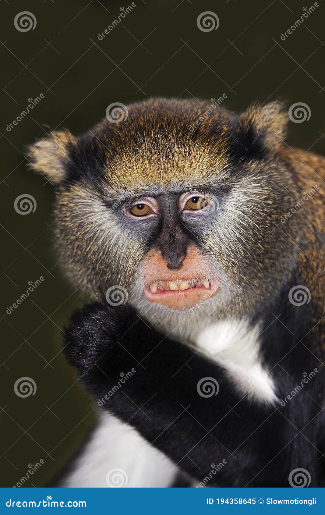 HEAD CLOSE-UP of CAMPBELL`S MONKEY Cercopithecus Campbelli SHOWING ...