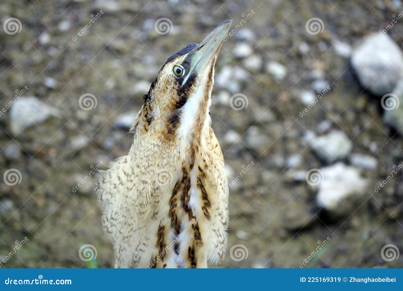 Common Bittern stock image. Image of waterfowl, stellaris - 225169319