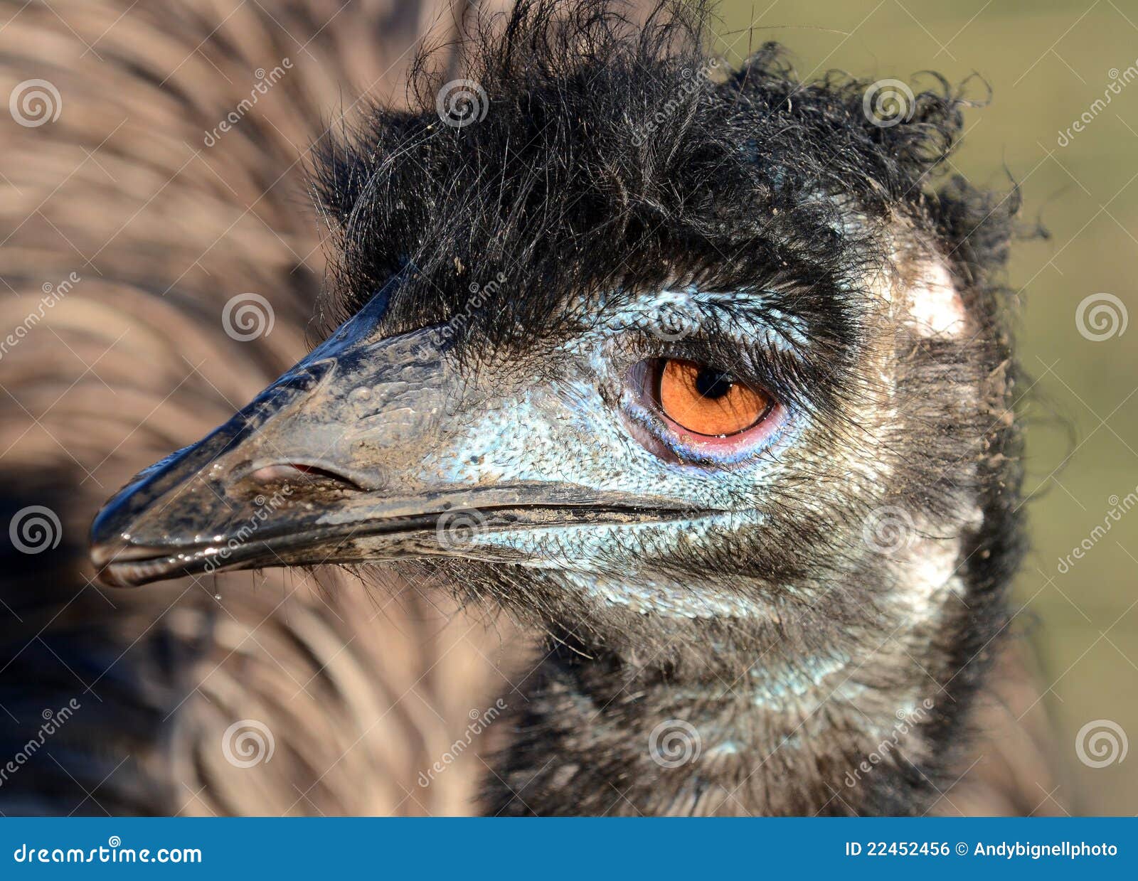 Head close-up of an Emu stock photo. Image of feathers - 22452456