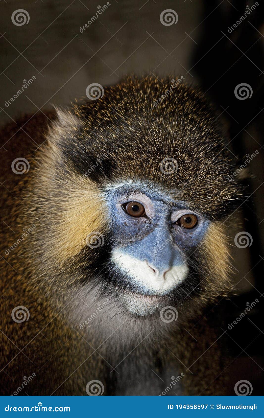 HEAD CLOSE-UP of MOUSTACHED MONKEY or MUSTACHED MONKEY Cercopithecus ...