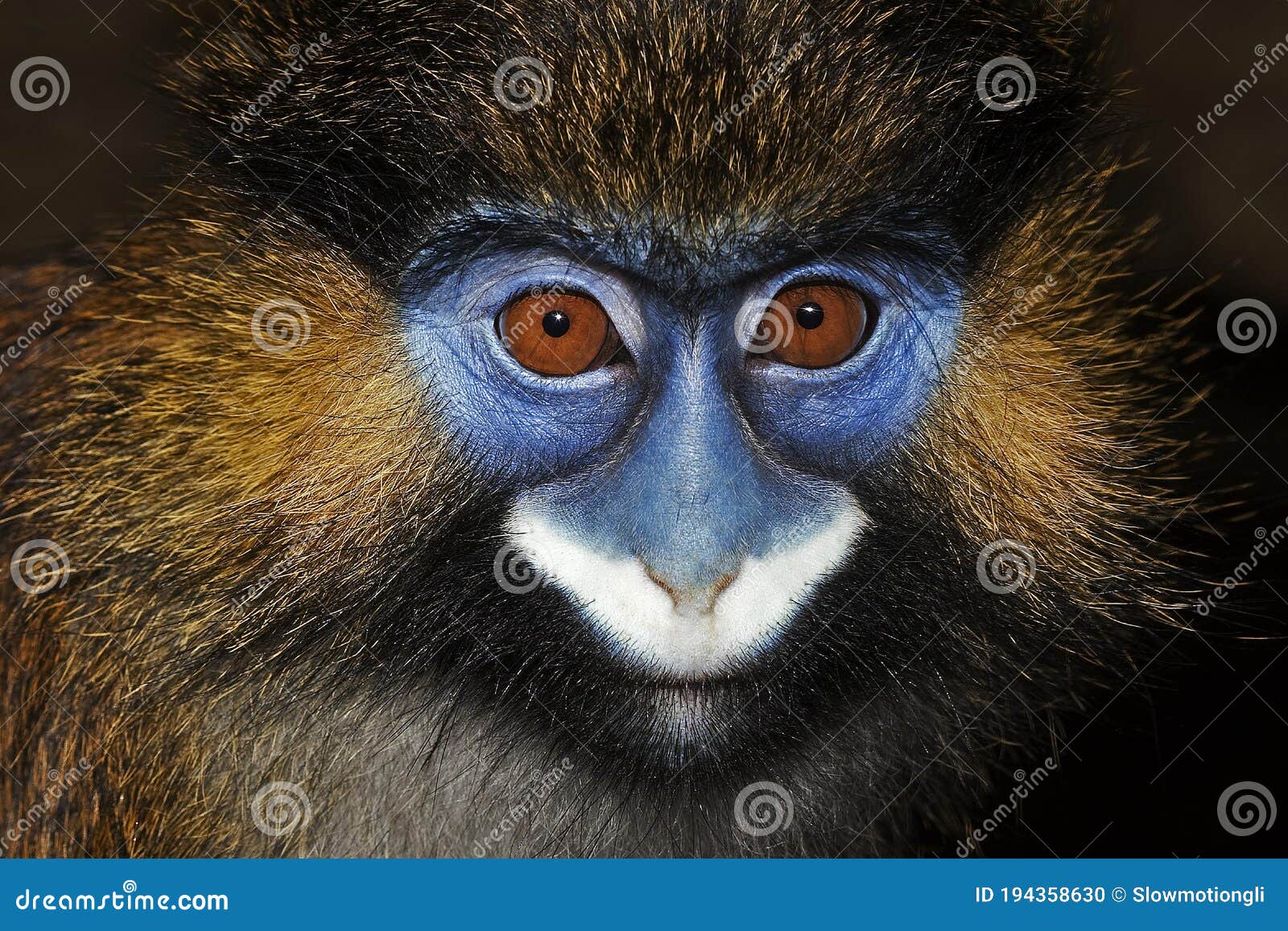 HEAD CLOSE-UP of MOUSTACHED MONKEY or MUSTACHED MONKEY Cercopithecus ...