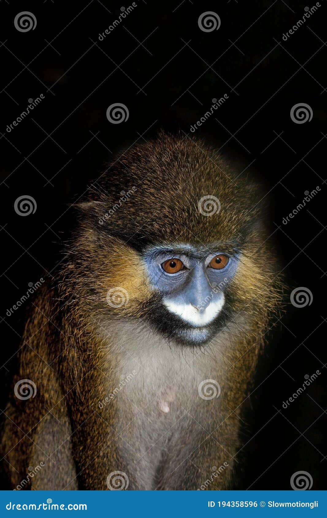 HEAD CLOSE-UP of MOUSTACHED MONKEY or MUSTACHED MONKEY Cercopithecus ...