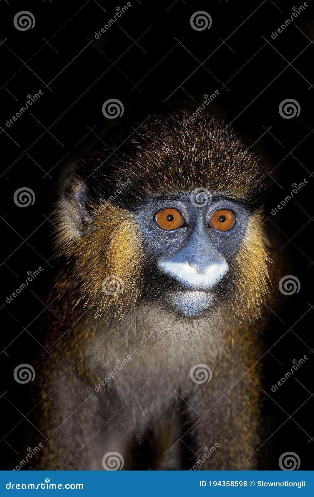 HEAD CLOSE-UP of MOUSTACHED MONKEY or MUSTACHED MONKEY Cercopithecus ...