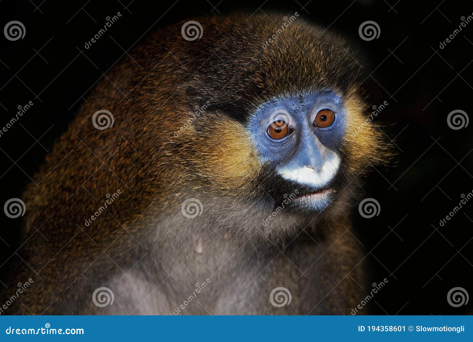 HEAD CLOSE-UP of MOUSTACHED MONKEY or MUSTACHED MONKEY Cercopithecus ...