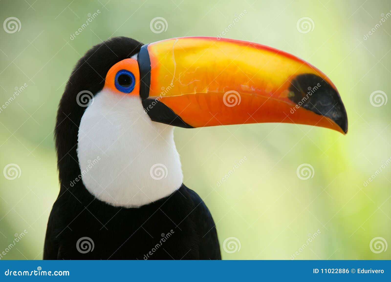 Head Close-up of a Toco Toucan Stock Photo - Image of toco, rainforest ...