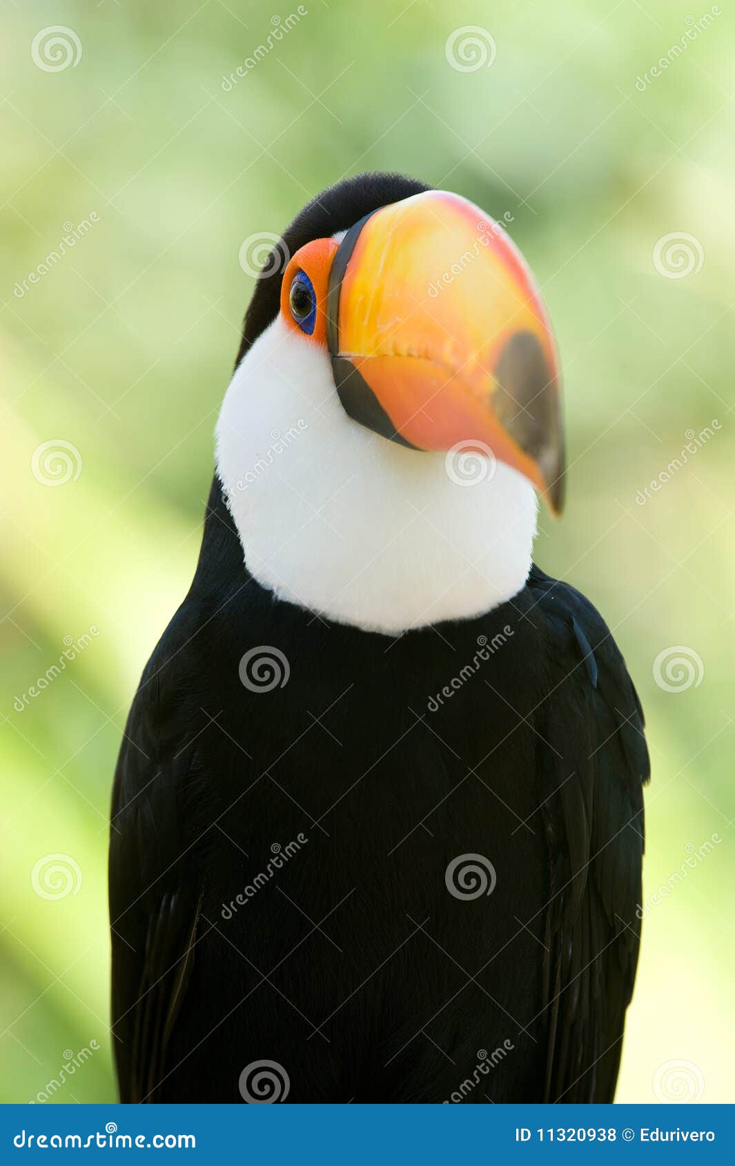 Head Close-up of a Toco Toucan Stock Photo - Image of rainforest ...