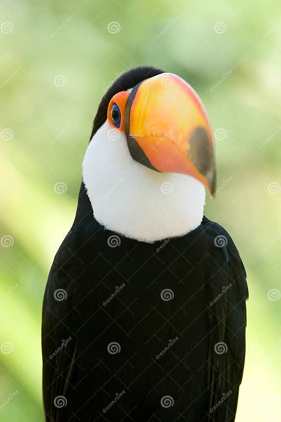 Head Close-up of a Toco Toucan Stock Photo - Image of rainforest ...