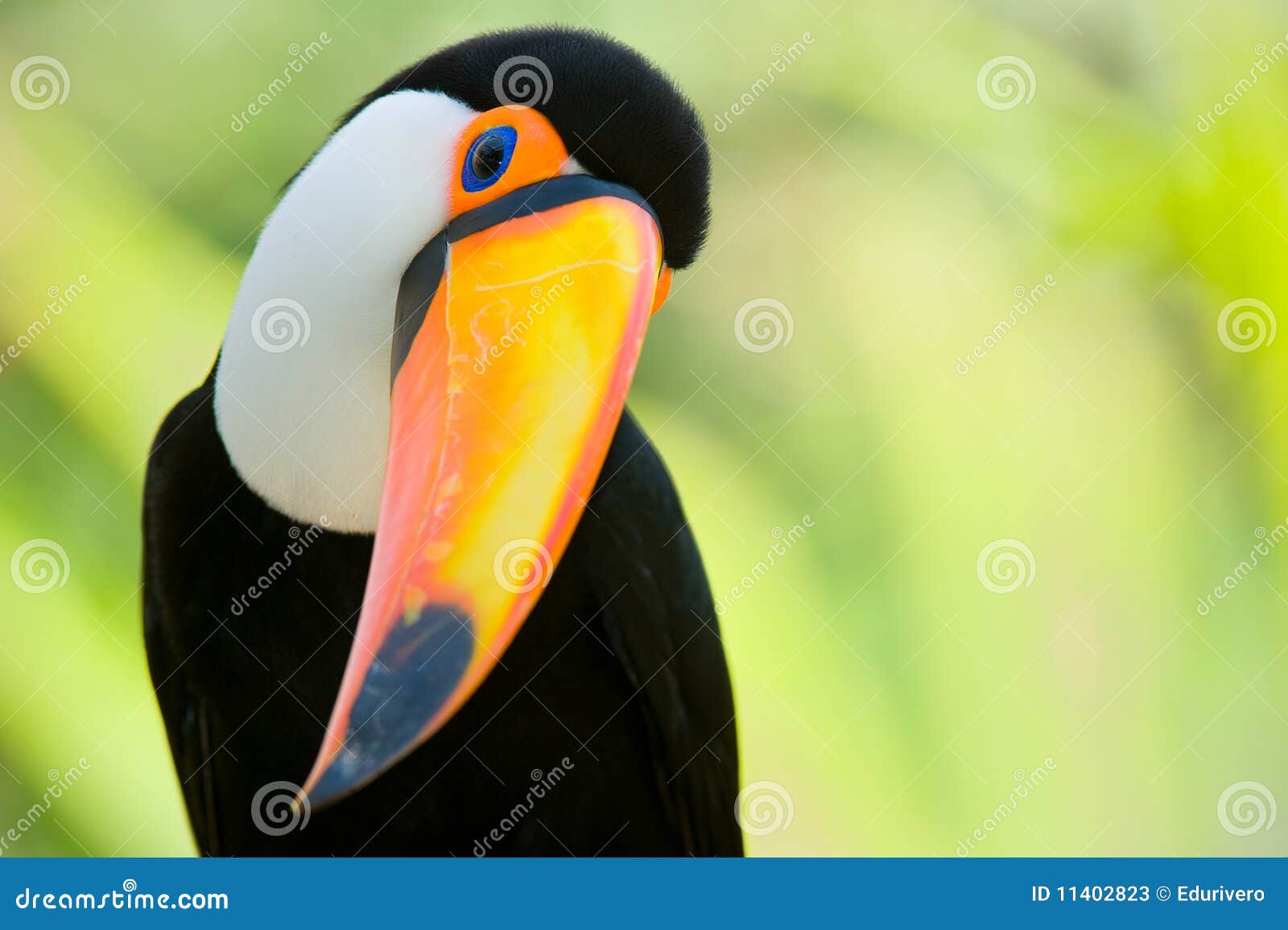 Head Close-up of a Toco Toucan Stock Image - Image of jungle, animal ...