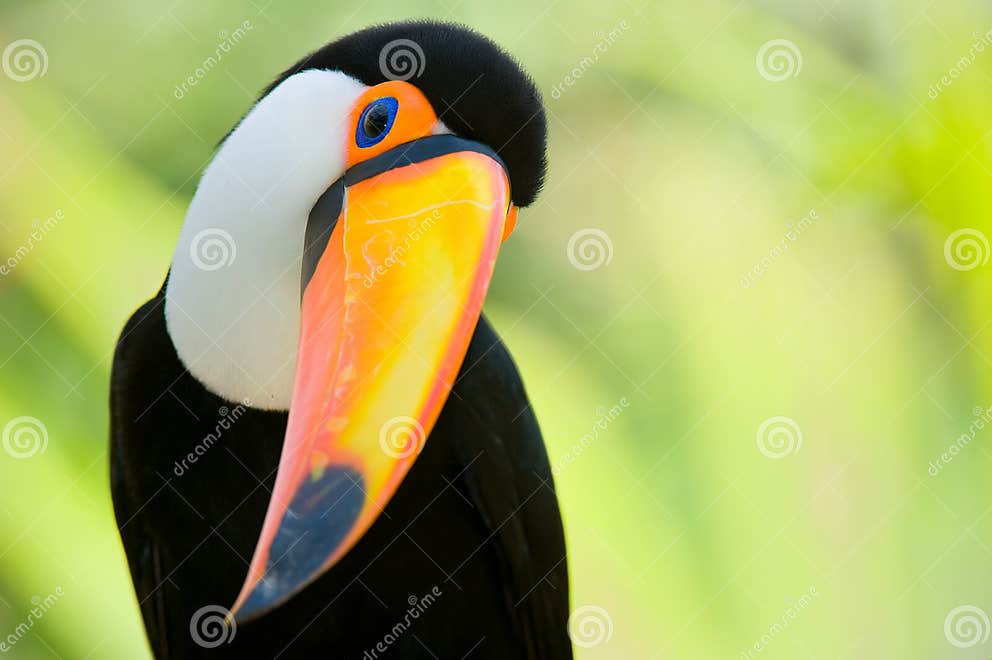 Head Close-up of a Toco Toucan Stock Image - Image of jungle, animal ...