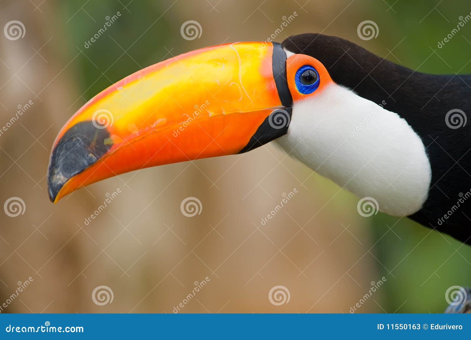 Head Close-up of a Toco Toucan Stock Image - Image of wildlife, wild ...