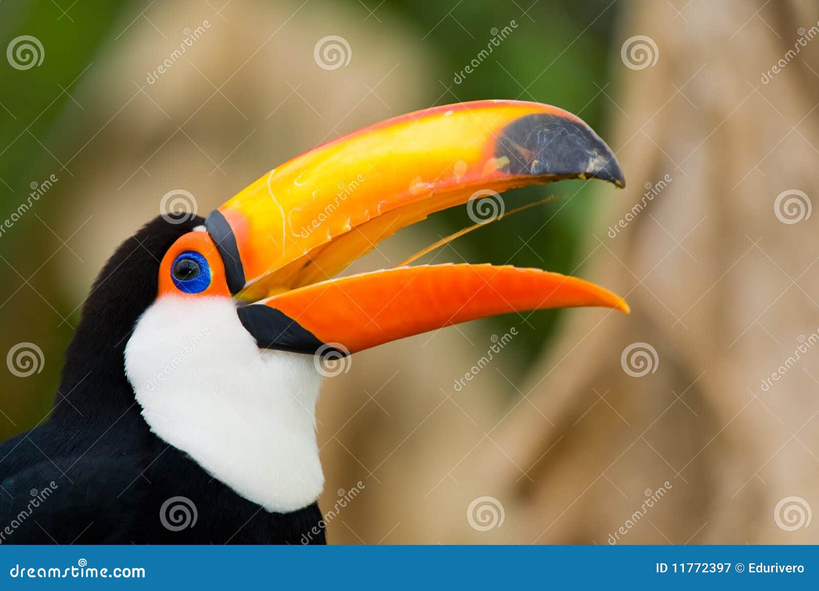 Head Close-up of a Toco Toucan Stock Image - Image of colourful, nature ...