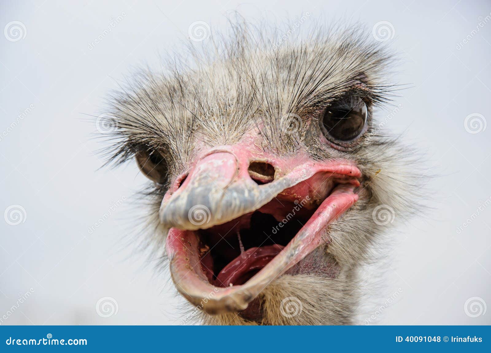 Head closeup för struts arkivfoto. Bild av södra, vitt - 40091048