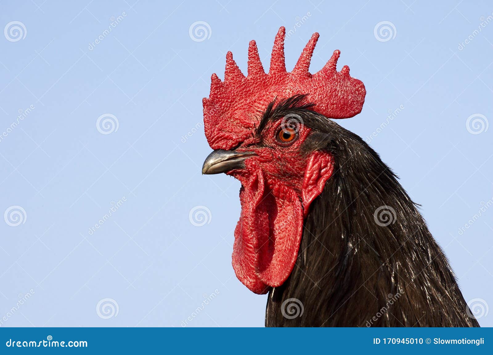 COQ stock photo. Image of profile, comb, male, france - 170945010