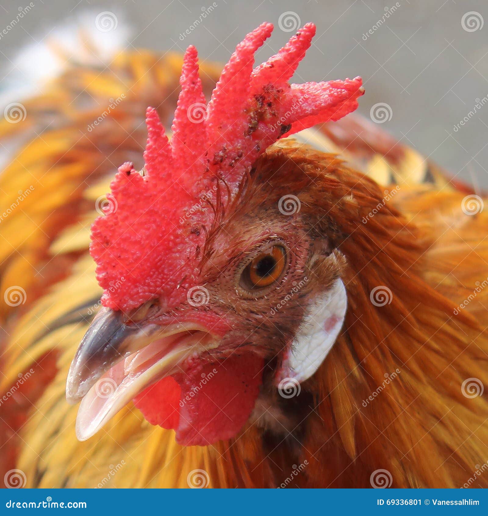 Head of a cockerel stock image. Image of comb, coxcomb - 69336801