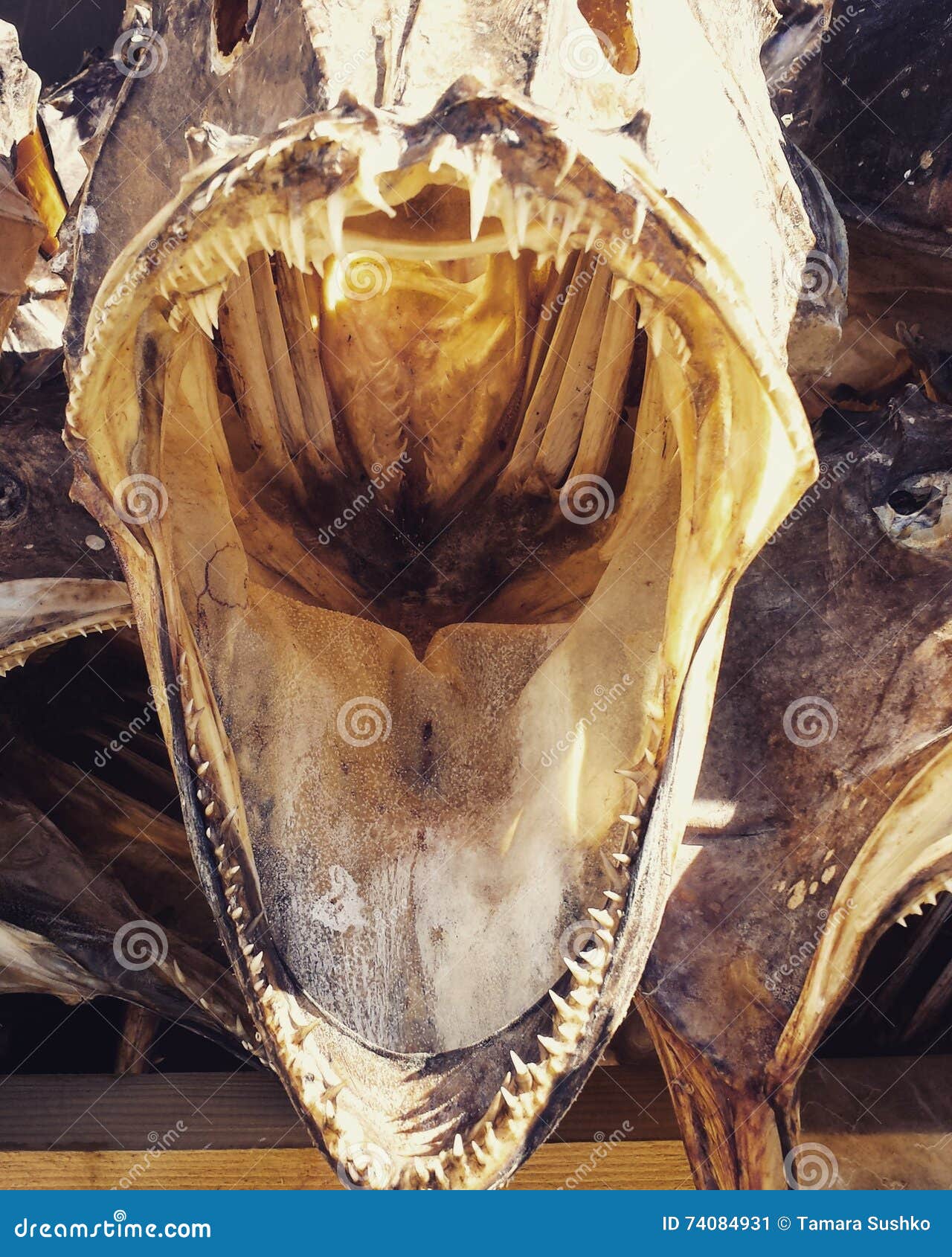 Head of cod stock image. Image of market, mountain, norwegian - 74084931