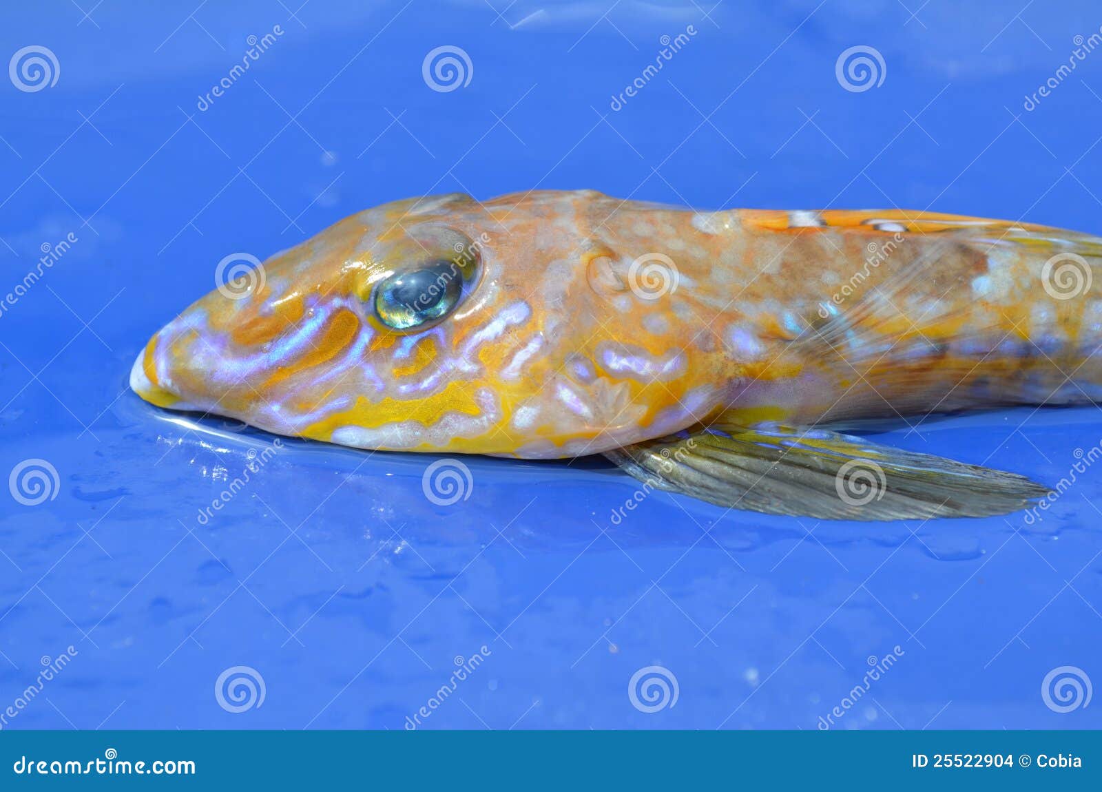 Head of a Common Dragonet Fish (Callionymus Lyra) Stock Photo - Image ...