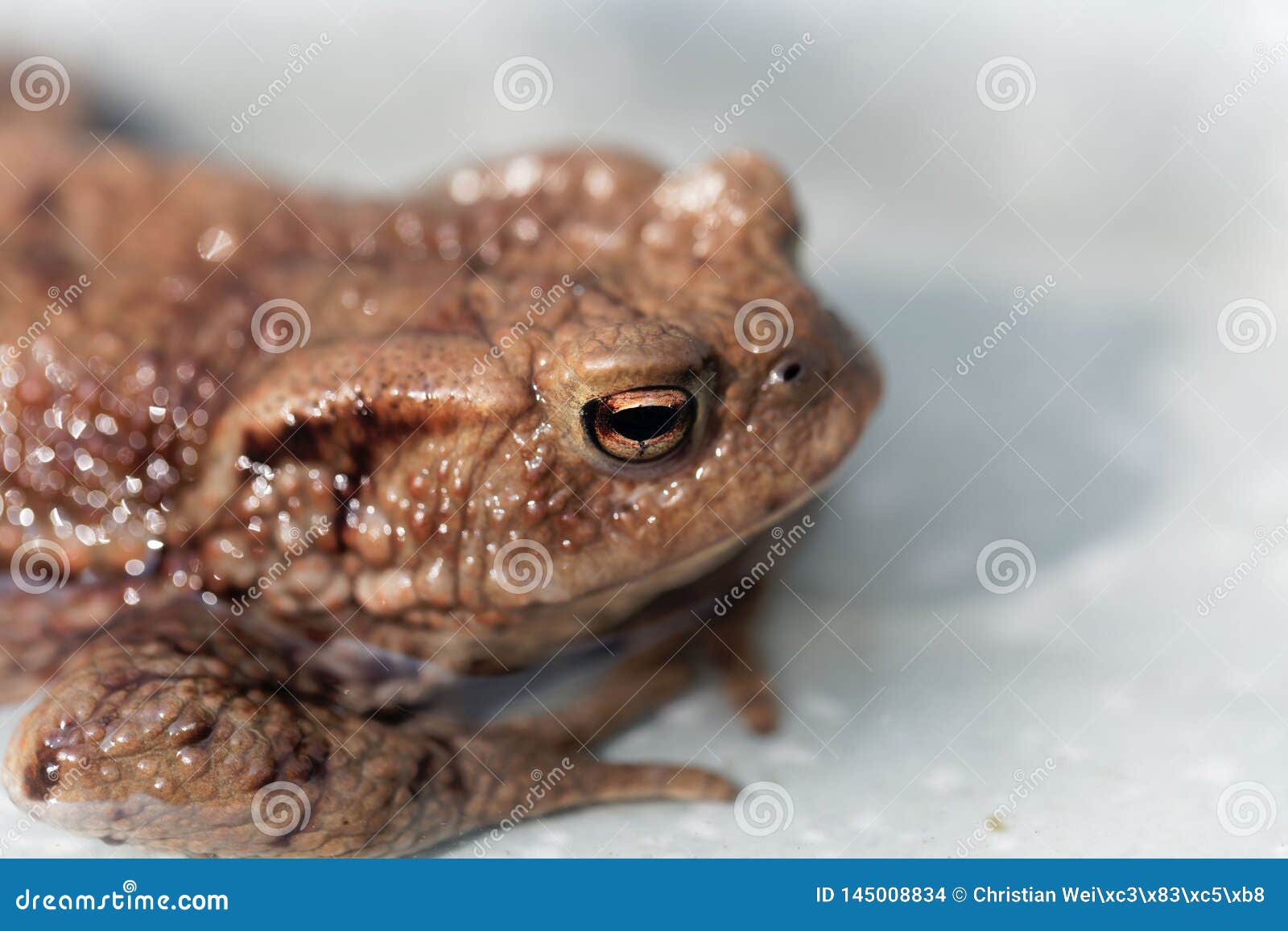 Head of a Common Toad, Bufo Bufo Stock Photo - Image of detail, fauna ...