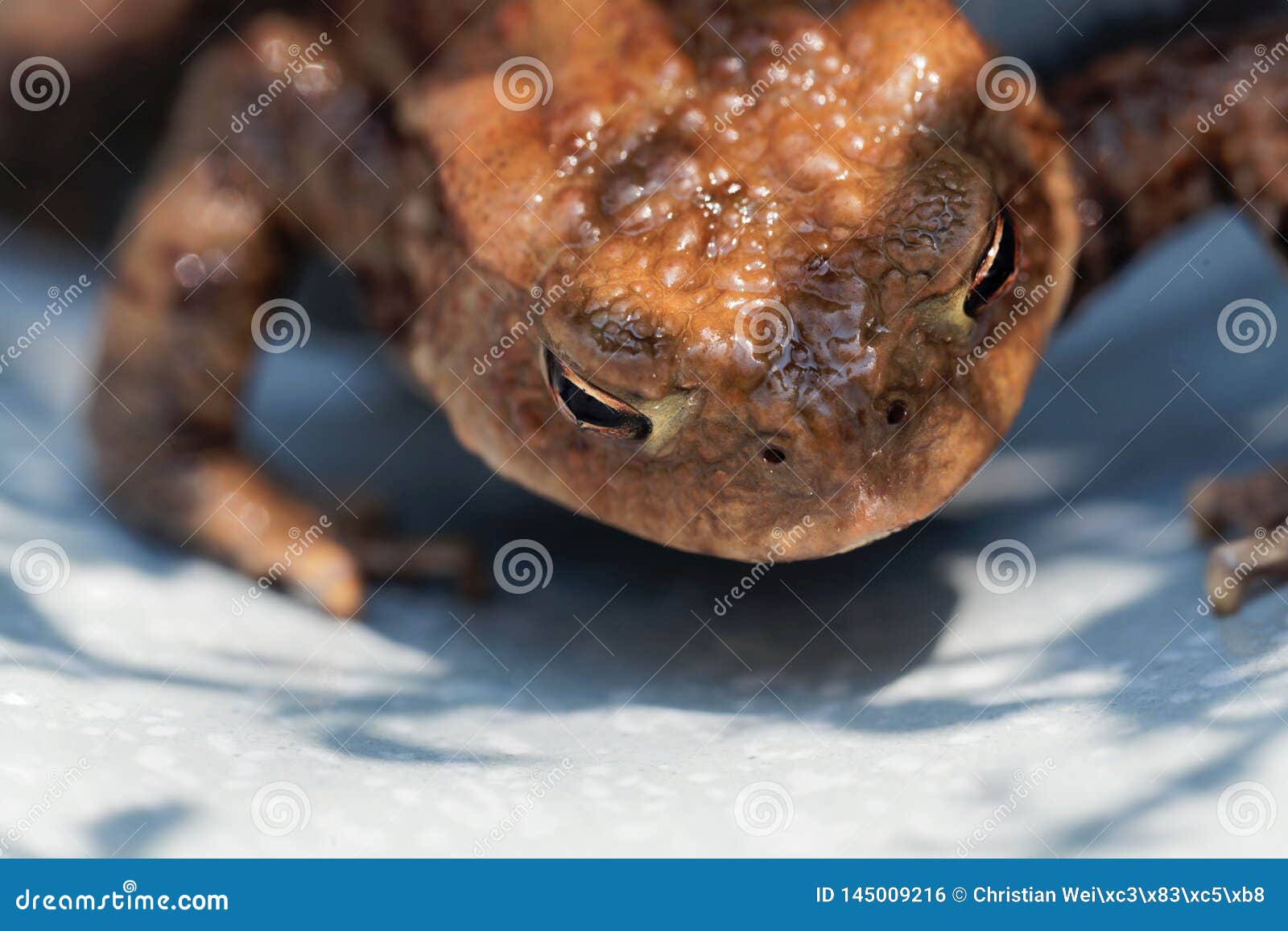 Head of a Common Toad, Bufo Bufo Stock Photo - Image of extinction ...