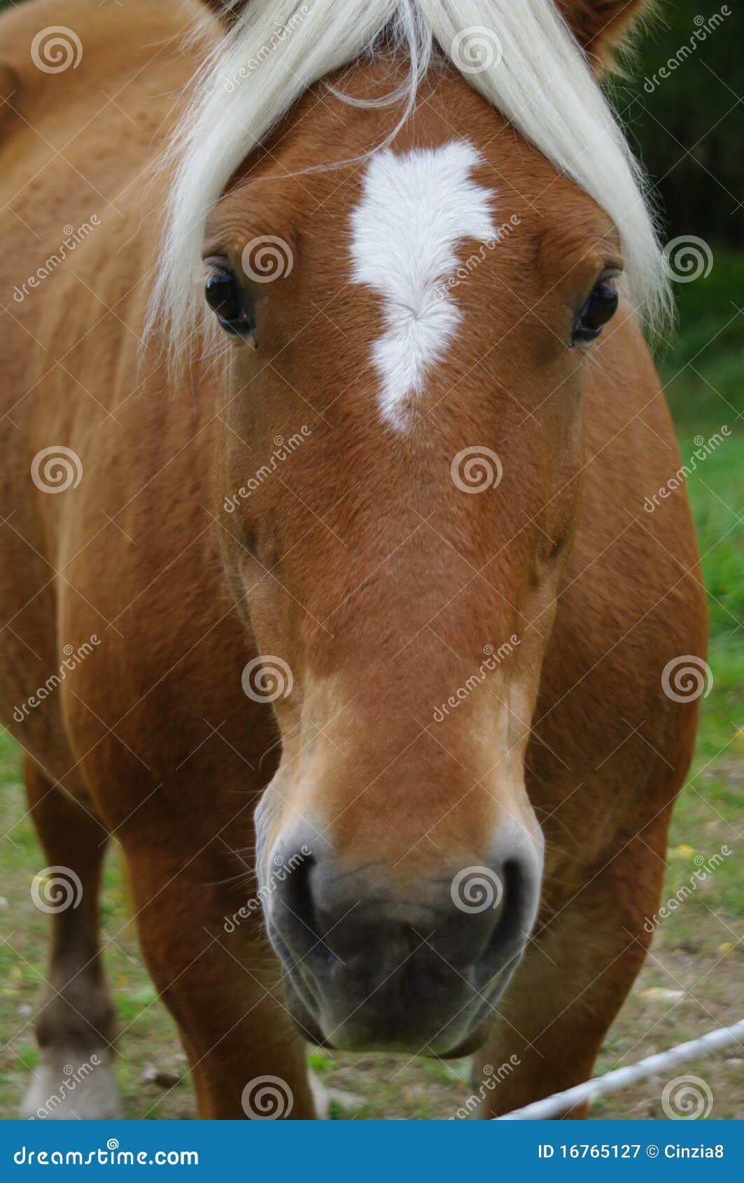 Head of comtois horse stock image. Image of farm, pasture - 16765127