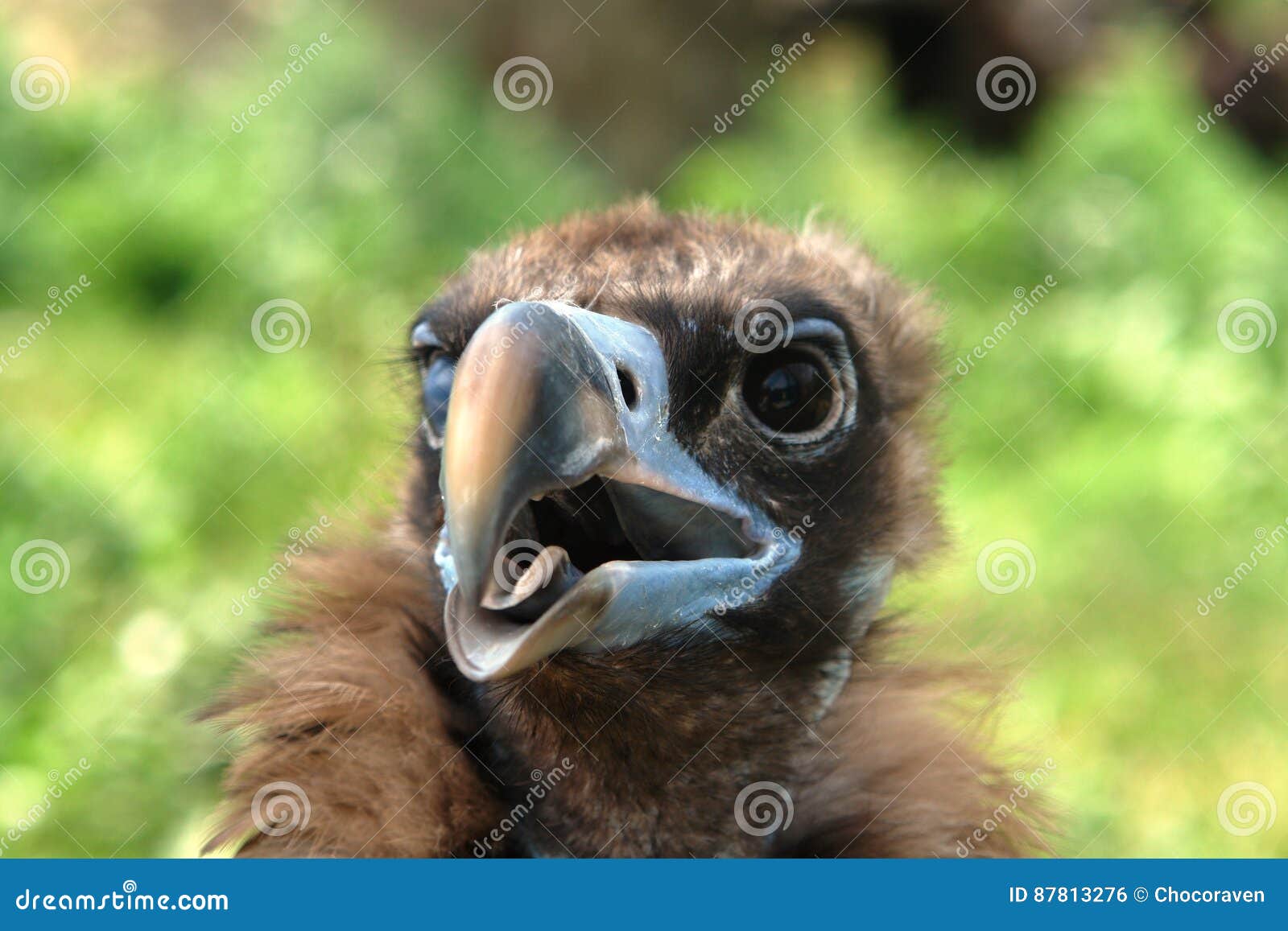 Head condor stock photo. Image of buzzard, condor, carrion - 87813276