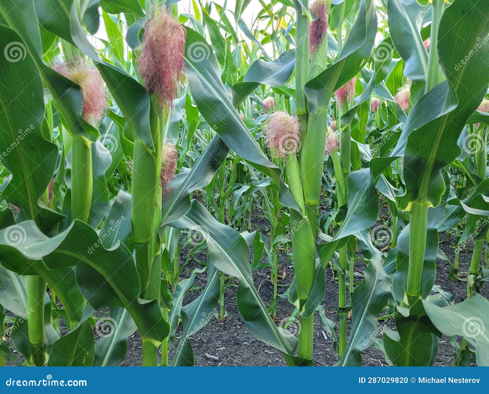 Head of Corn in the Field Close-up Stock Photo - Image of leaf ...
