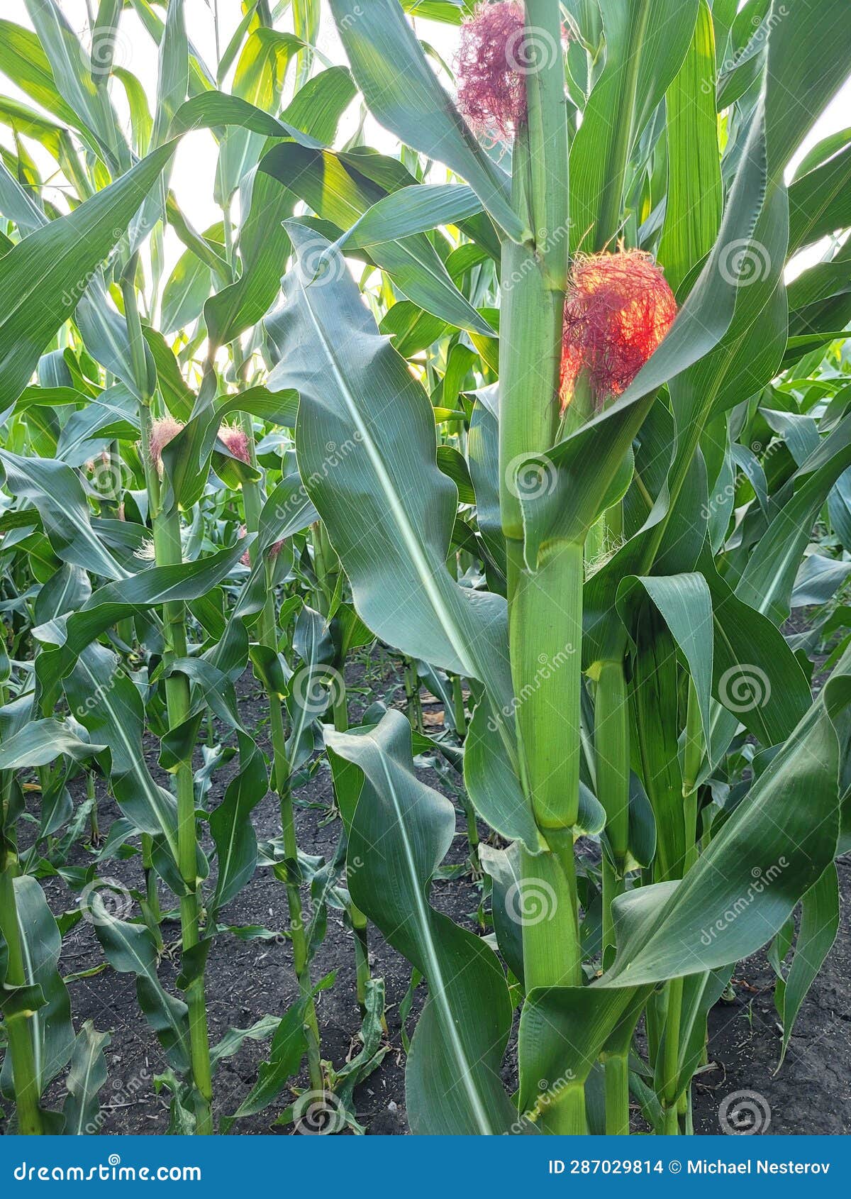 Head of Corn in the Field Close-up. Vertical Orientation Stock Photo ...