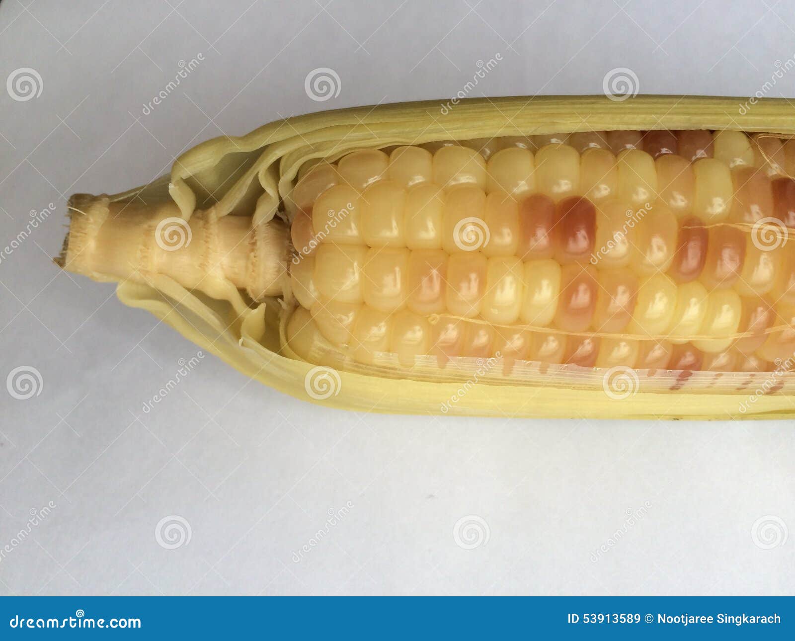 Head corn stock image. Image of maize, background, corn - 53913589