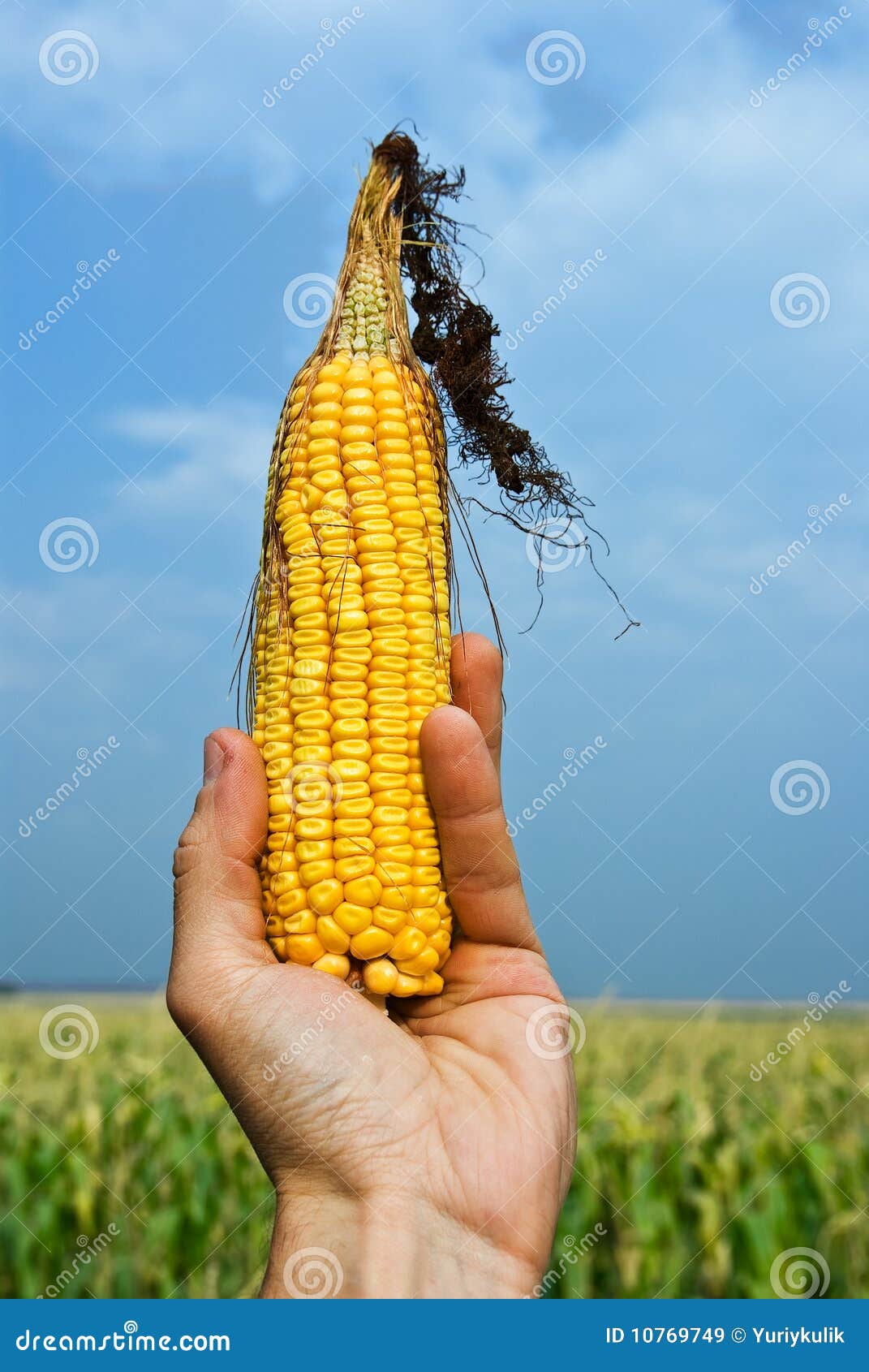 Head of corn in a hand stock image. Image of hand, culture - 10769749