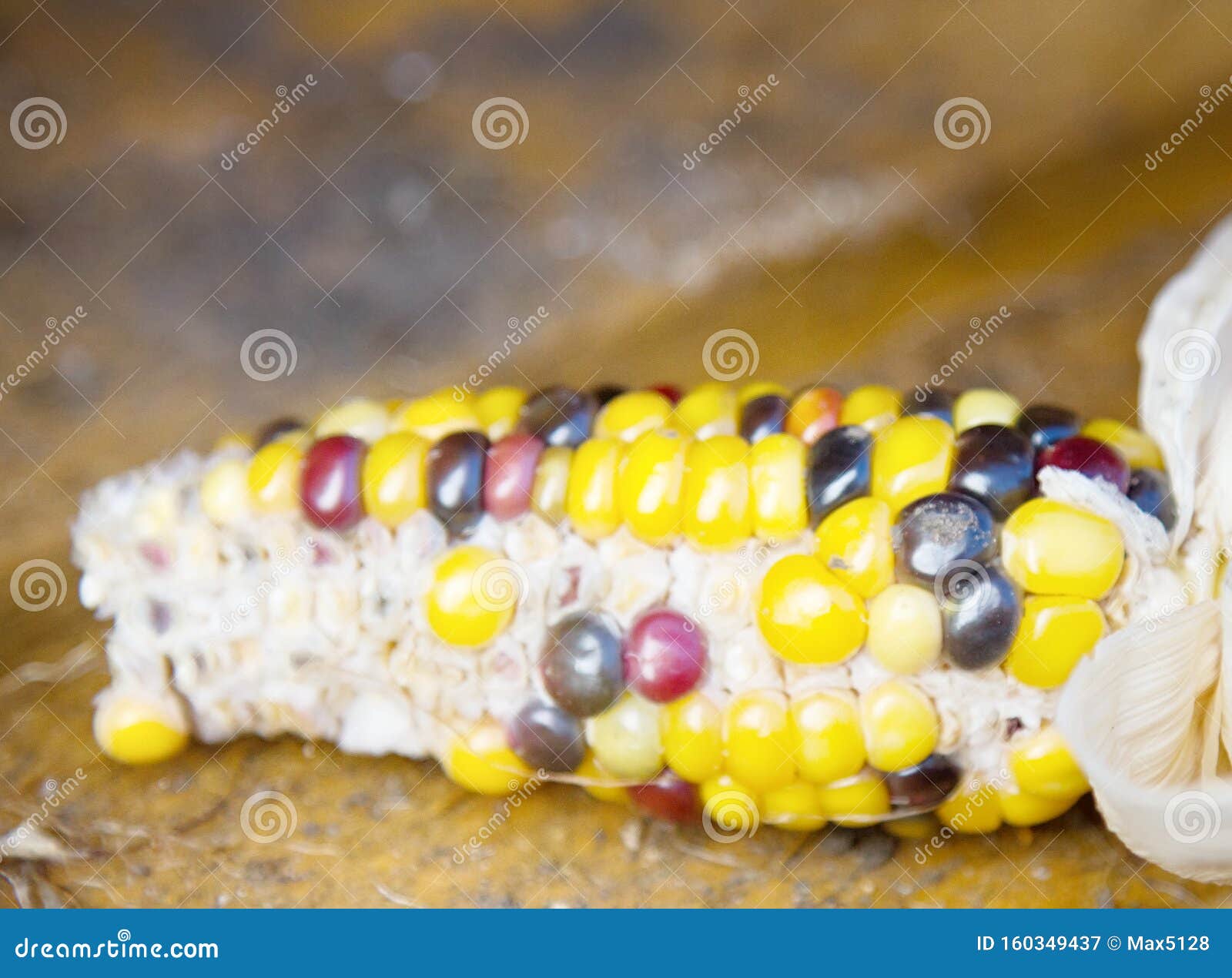 Head of Corn with Multi-colored Grains Stock Image - Image of corn ...