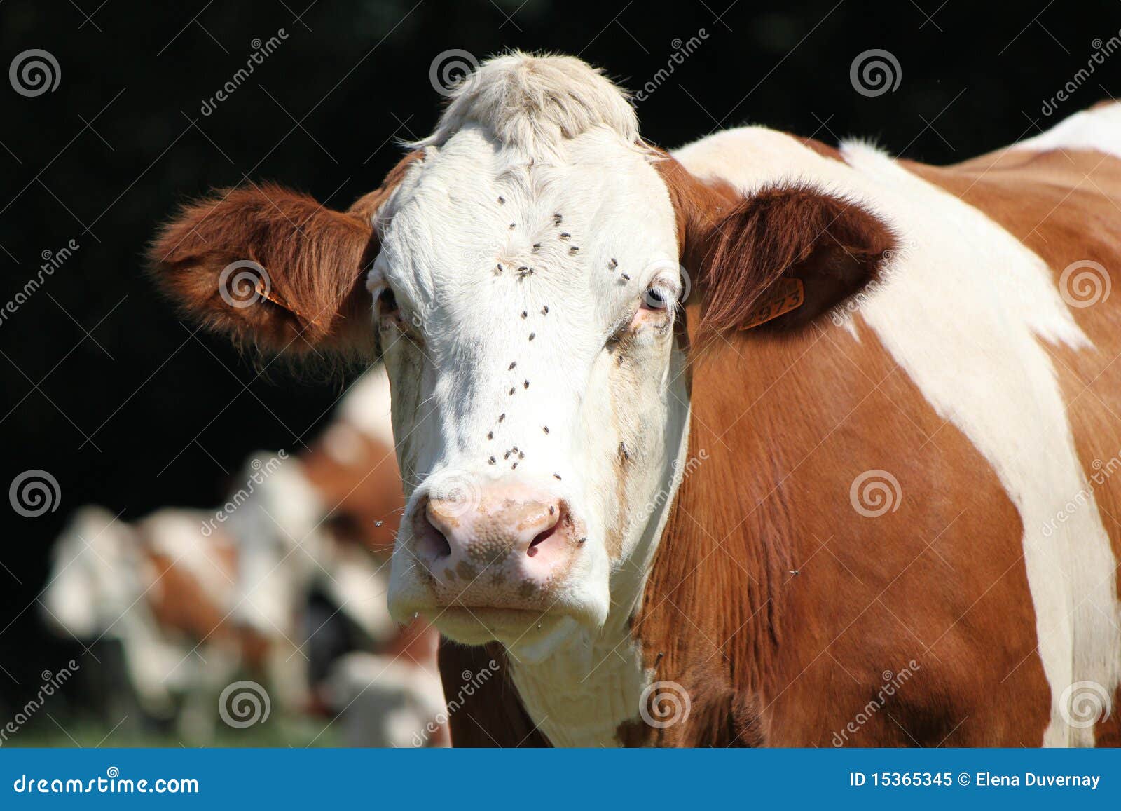 Head of a cow stock image. Image of white, blank, green - 15365345