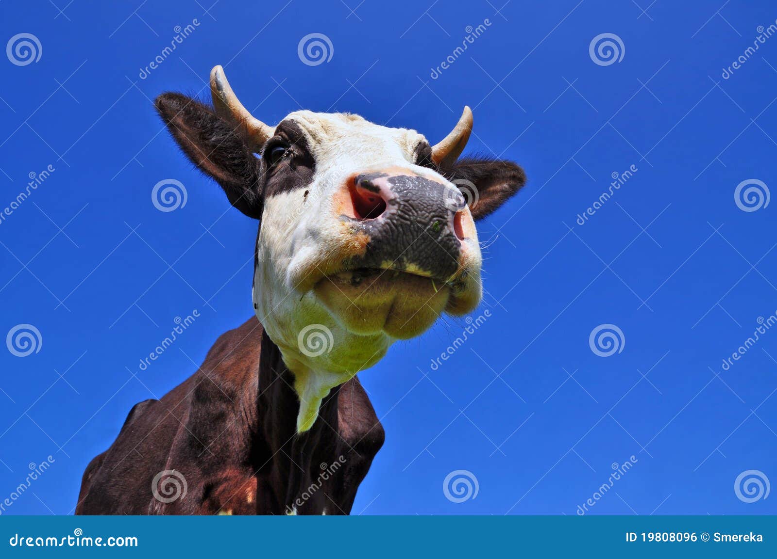 Head of a cow stock photo. Image of village, nature, agriculture - 19808096