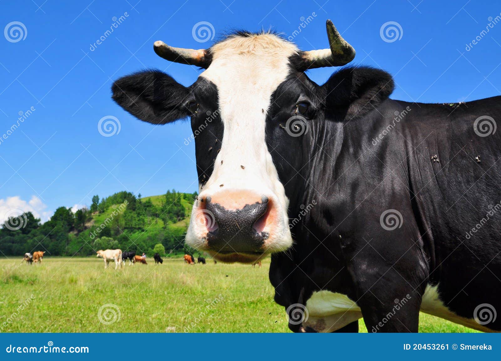 Head of a cow stock image. Image of nature, agriculture - 20453261