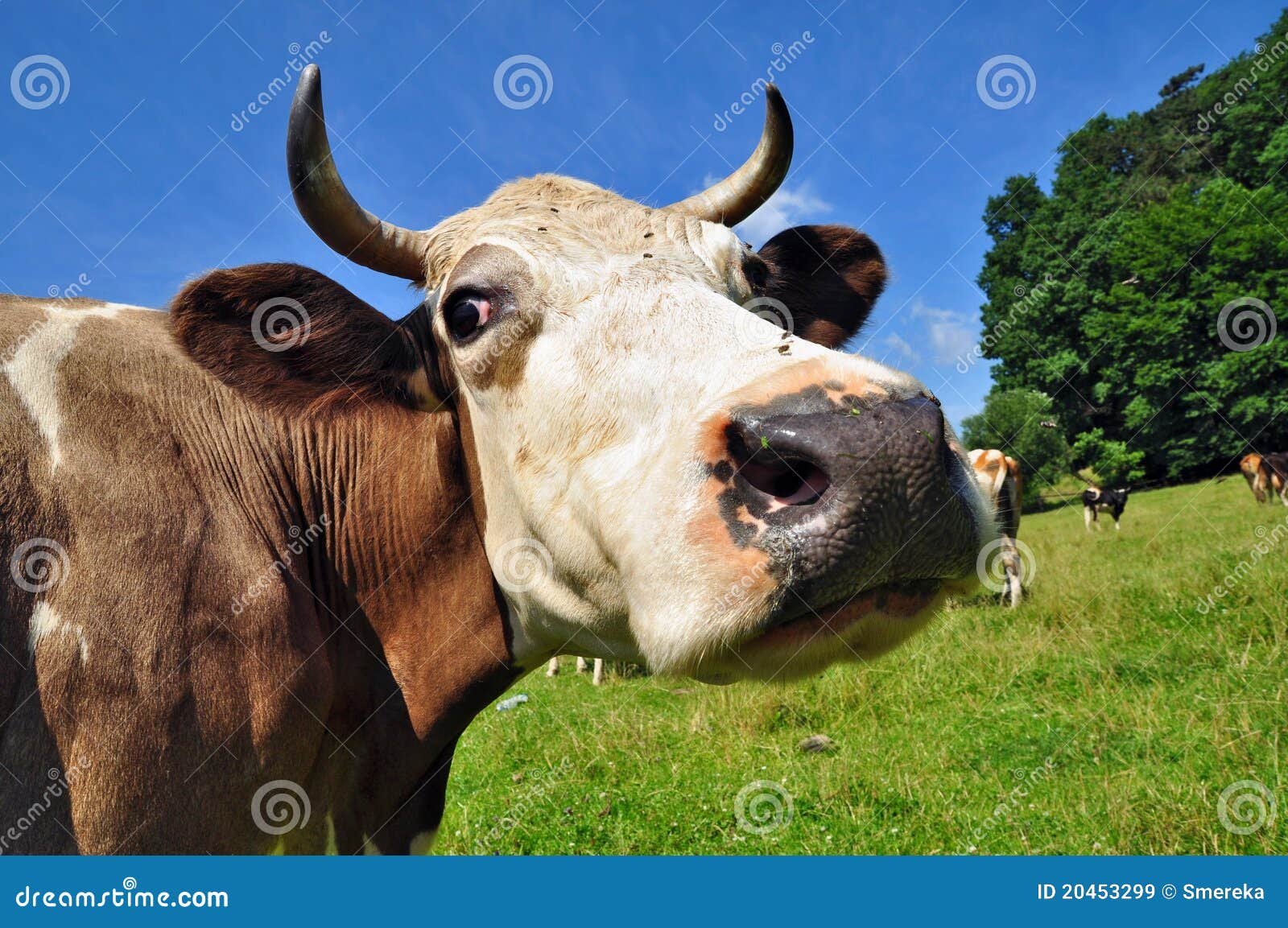 Head of a cow stock image. Image of milk, farm, landscape - 20453299