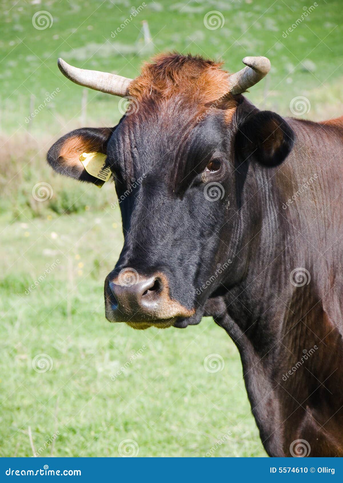 Head of cow stock photo. Image of head, agriculture, food - 5574610