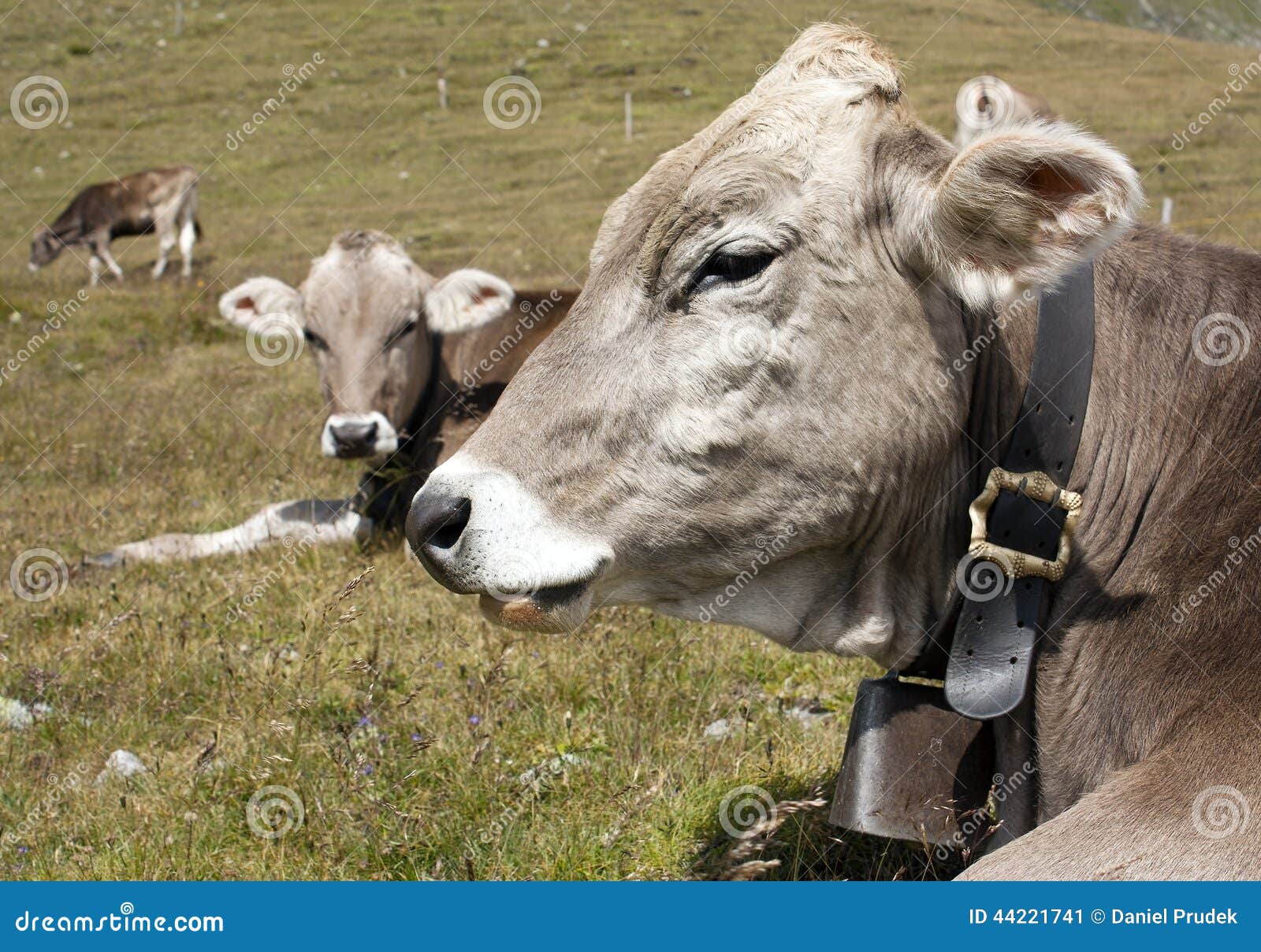 Head of Cow (bos Primigenius Taurus) Stock Image - Image of gras, fauna ...