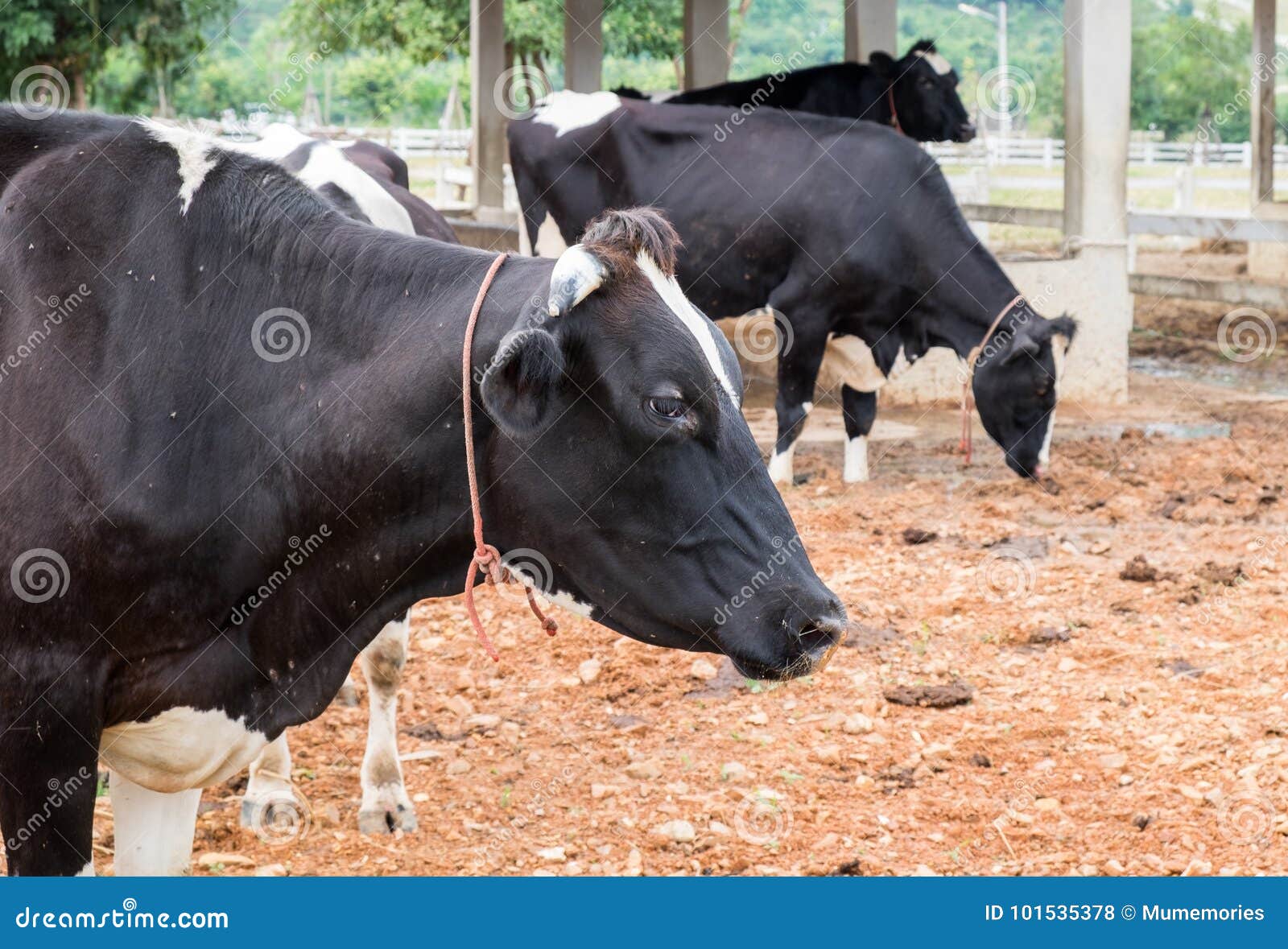 Head Cow beside in Livestock Stock Photo - Image of beef, funny: 101535378