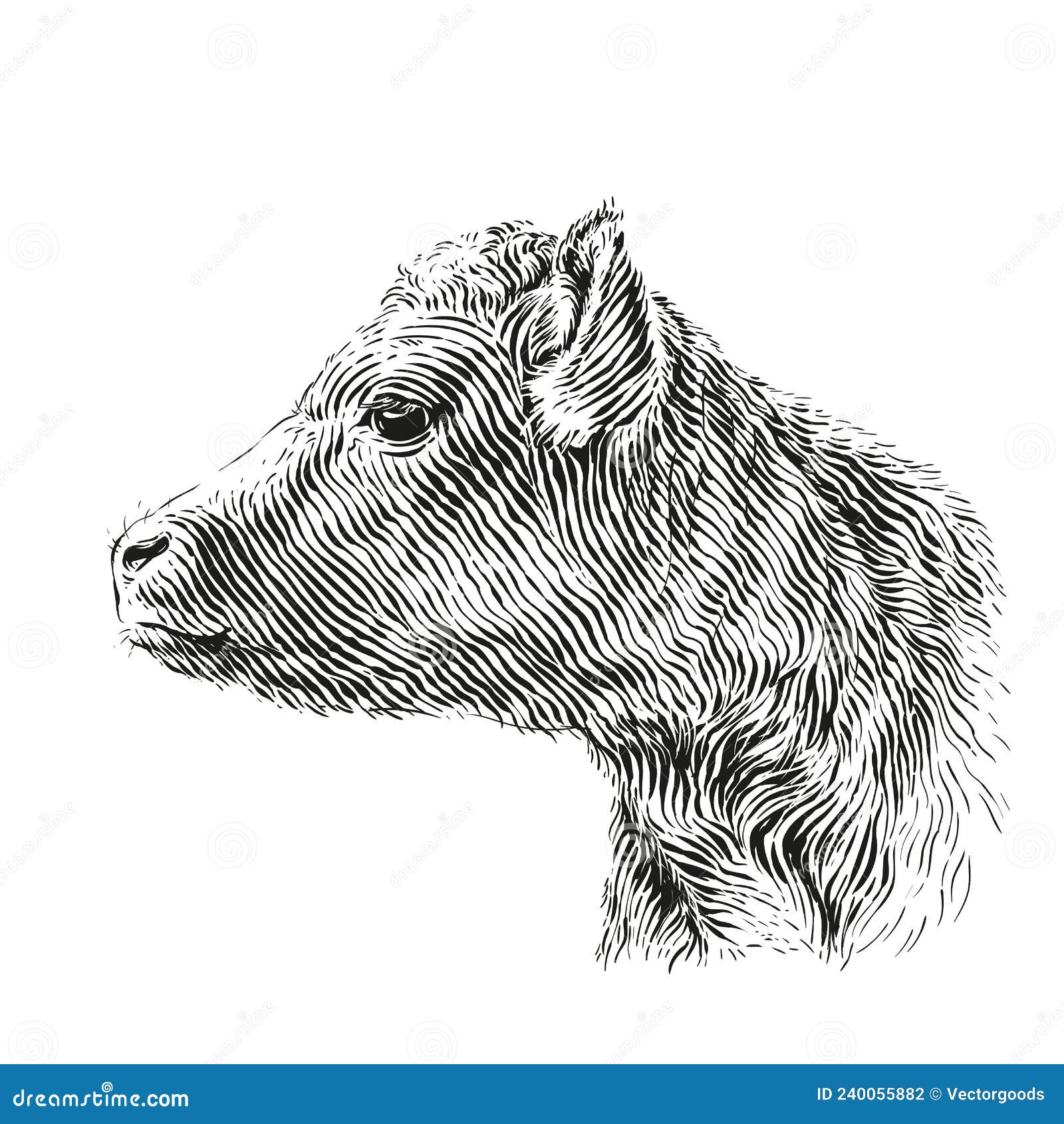 Head Cow Hand Drawing Sketch Engraving Illustration Style Stock Vector ...