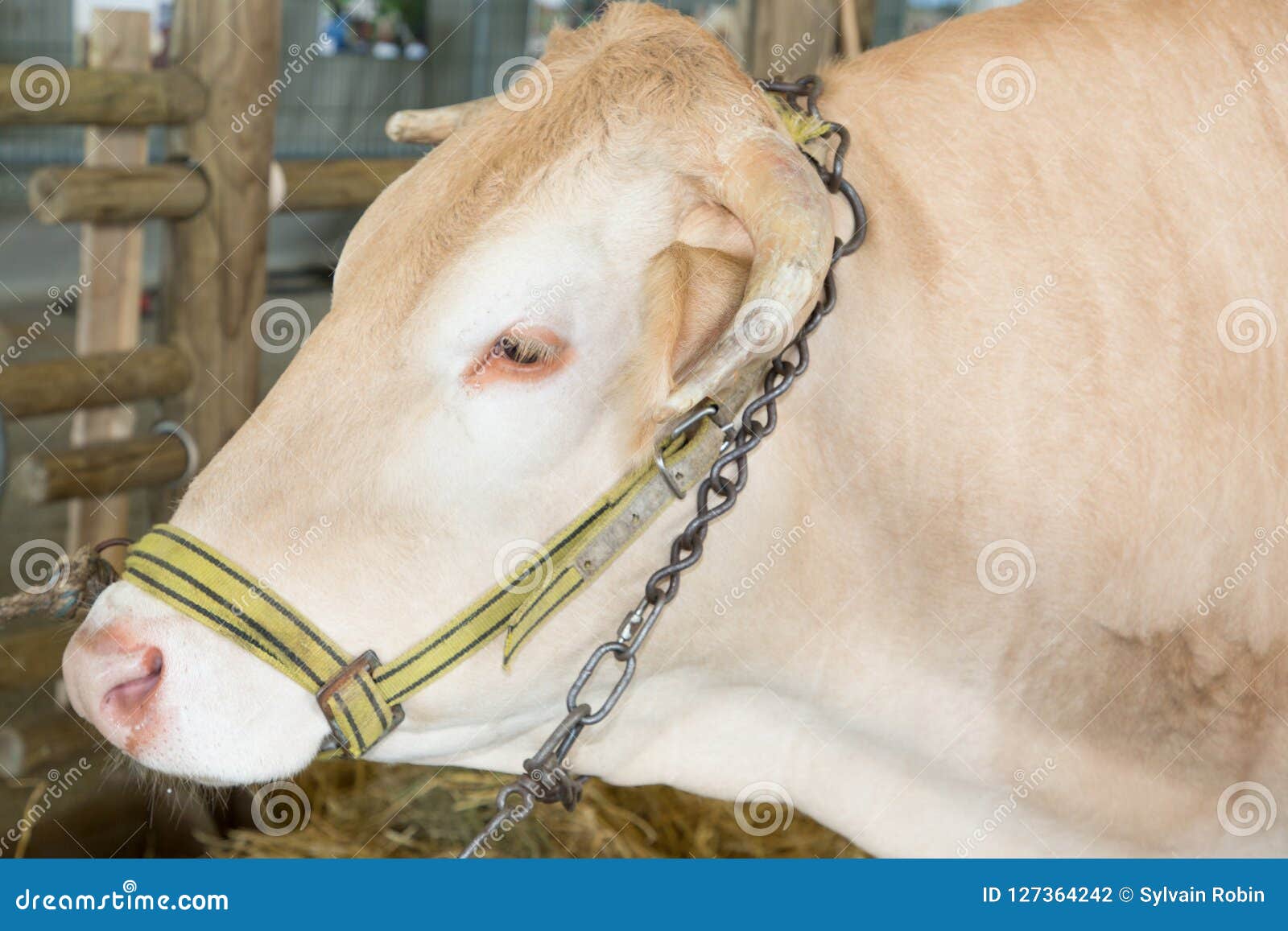 Head of a Cow in Ranch Farm Stock Photo - Image of white, calf: 127364242