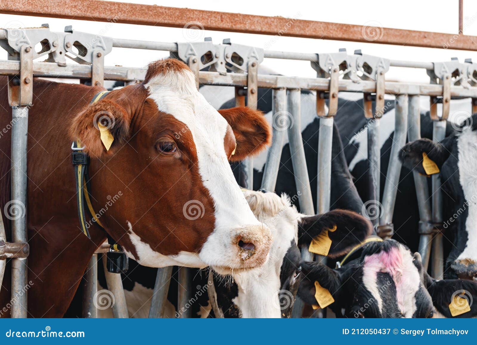 Head of a Cow Standing in a Stall Stock Image - Image of ranch, milking ...